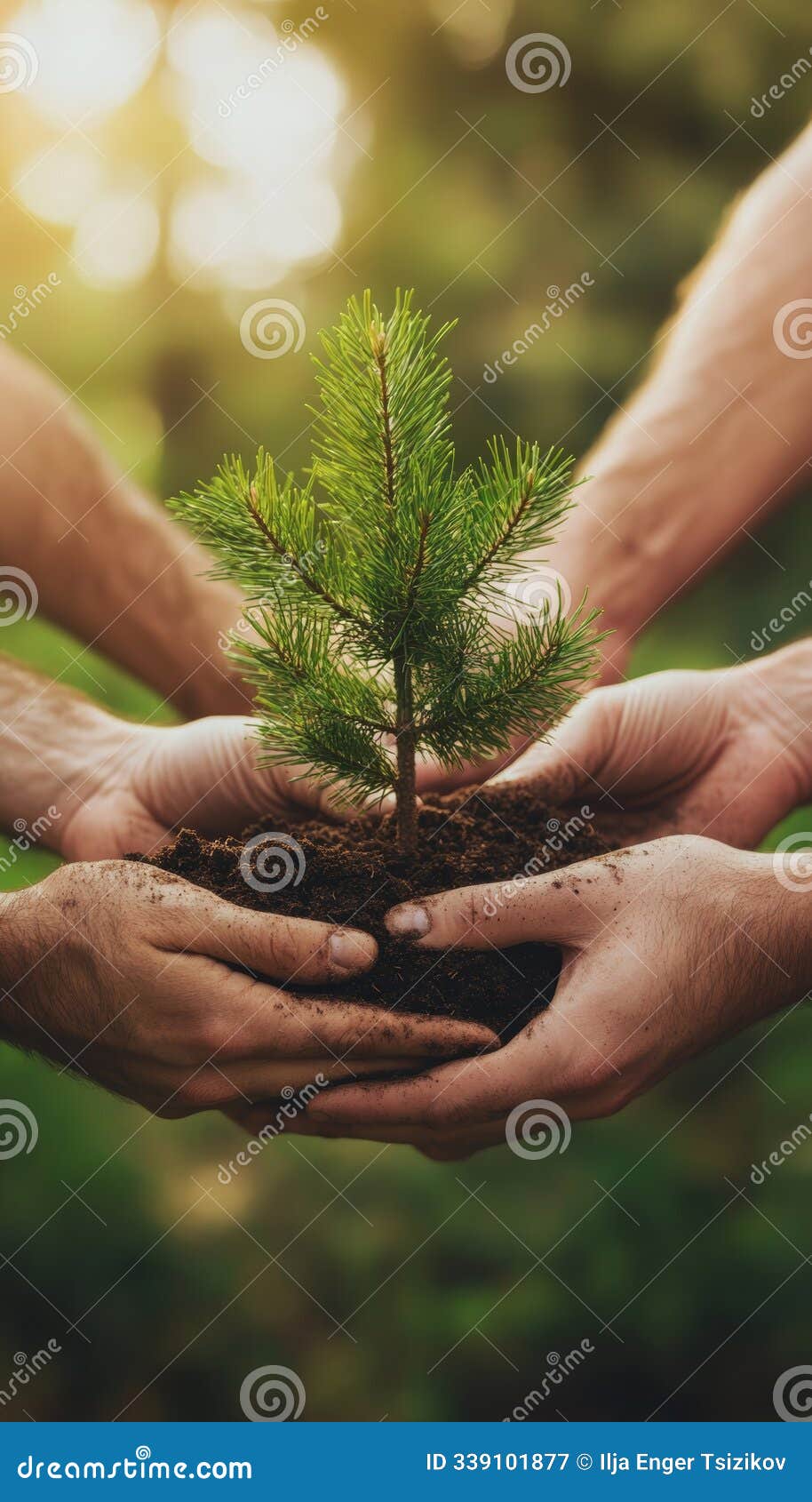 Three Sapling Trees Growing On Ascending Coin Stacks On White Backgroud ...