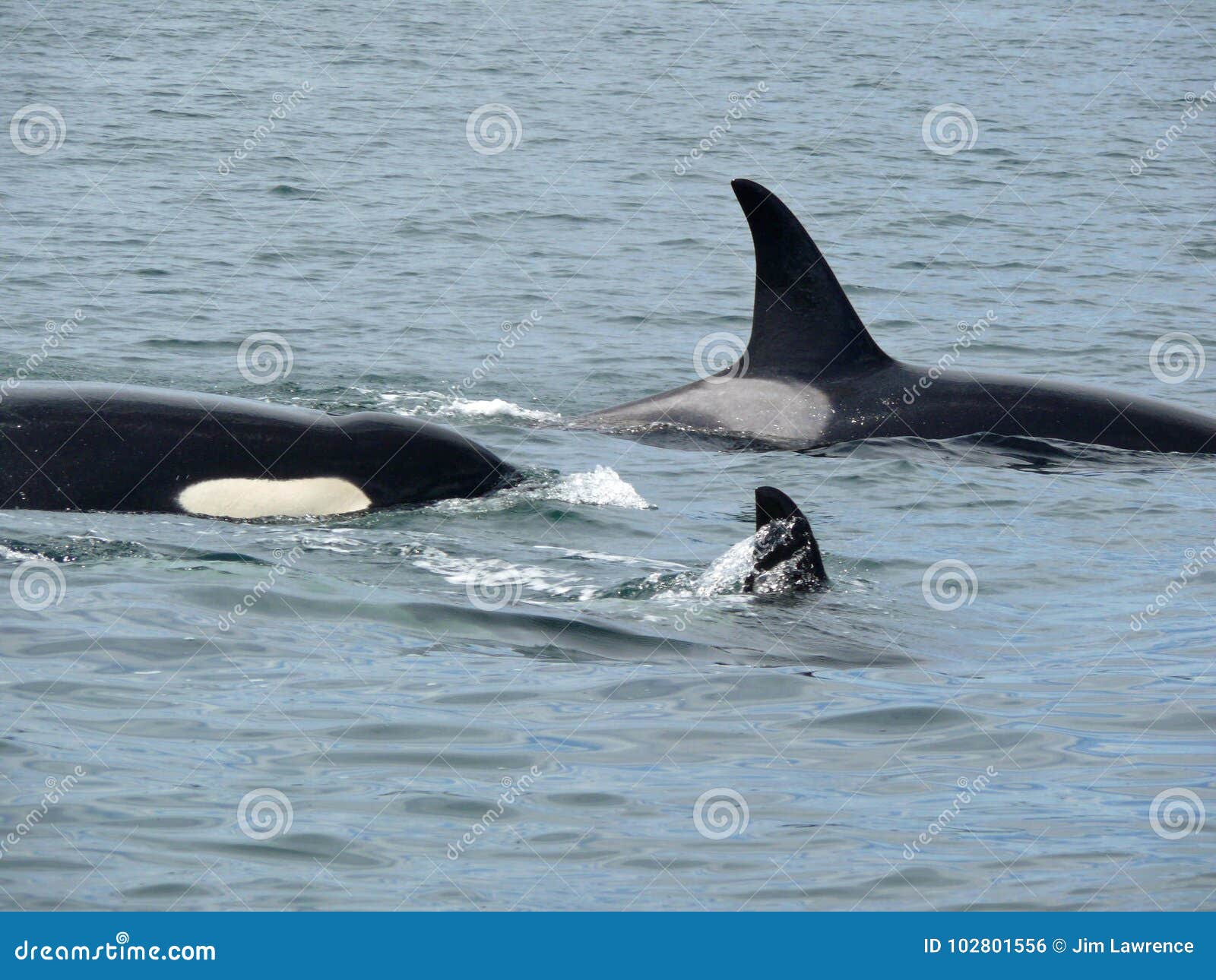 Orca family stock photo. Image of orca, three, orcas - 102801556
