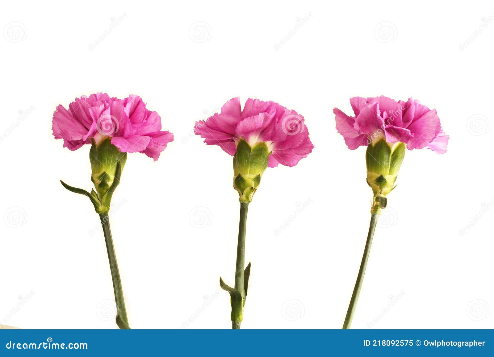 Three Gently Purple Carnations Isolated on White Background. Closeup ...