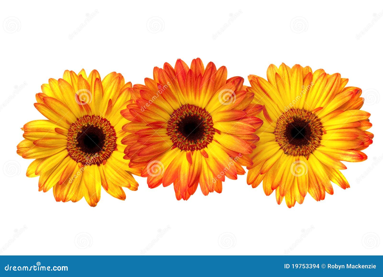 Three Gerbera Daisies stock photo. Image of daisy, background - 19753394