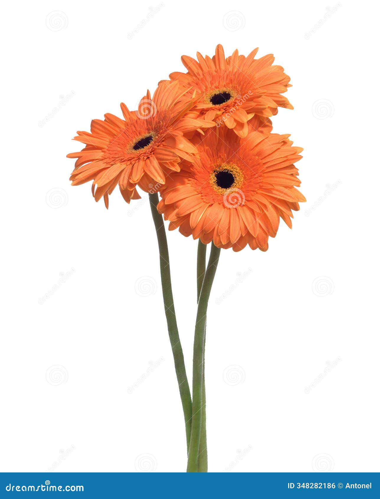 Three Gerbera Flowers of Orange Color Isolated on White Background ...