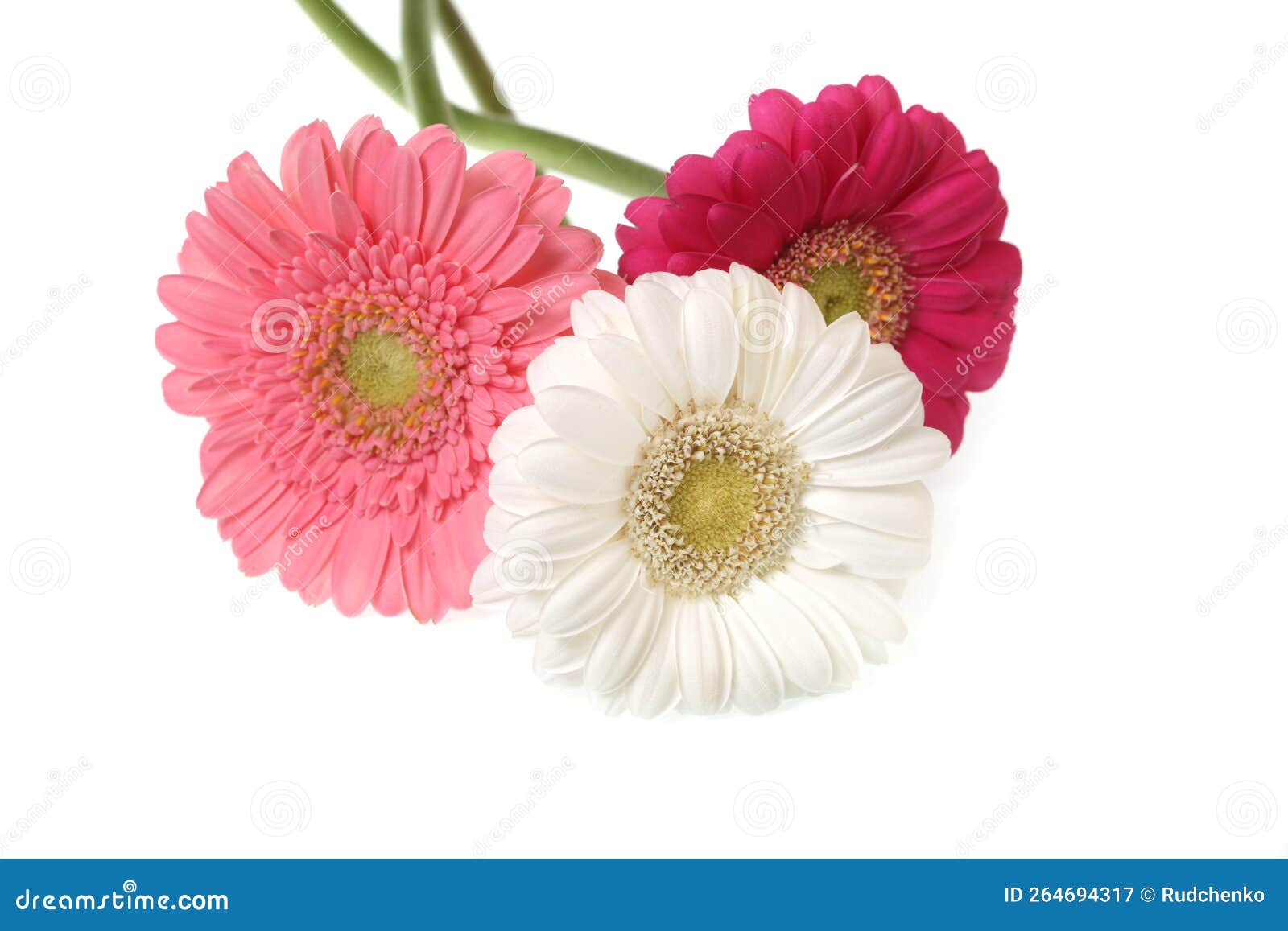 Three Gerbera Flowers on White Background Stock Image - Image of ...
