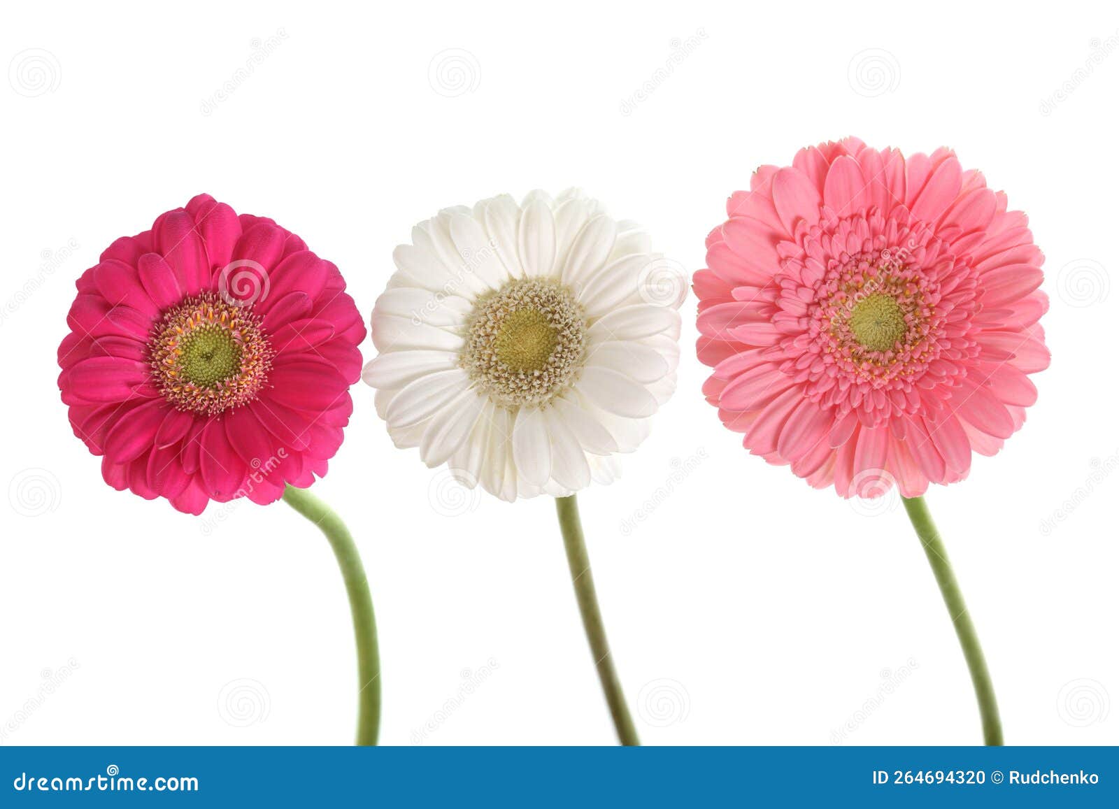 Three Gerbera Flowers on White Background Stock Photo - Image of close ...
