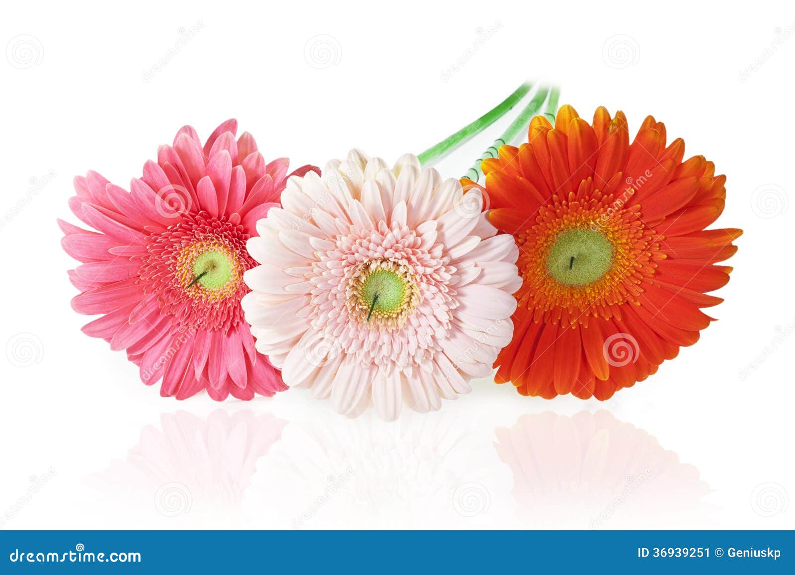 Three gerbera stock image. Image of botanical, flower - 36939251