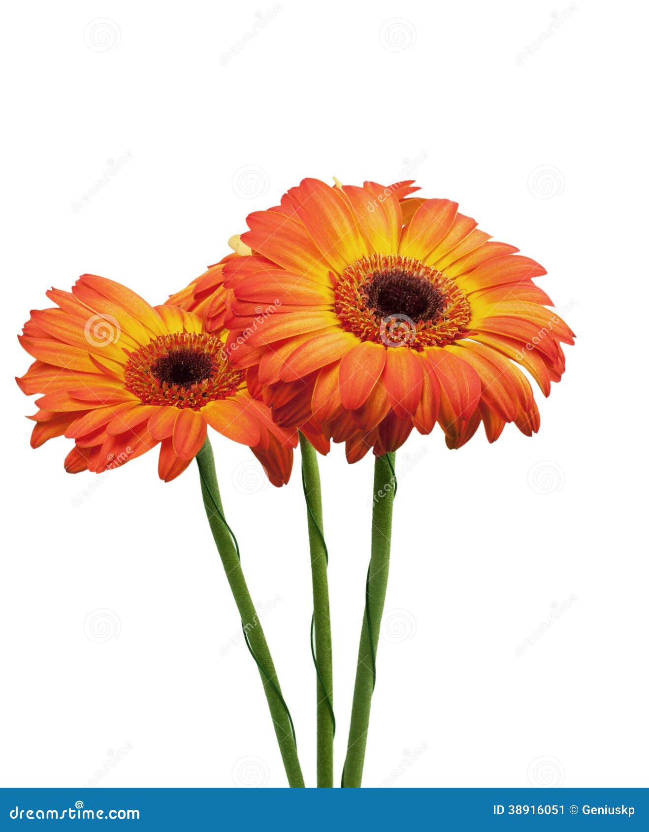 Three gerbera stock image. Image of gerberas, gerber - 38916051
