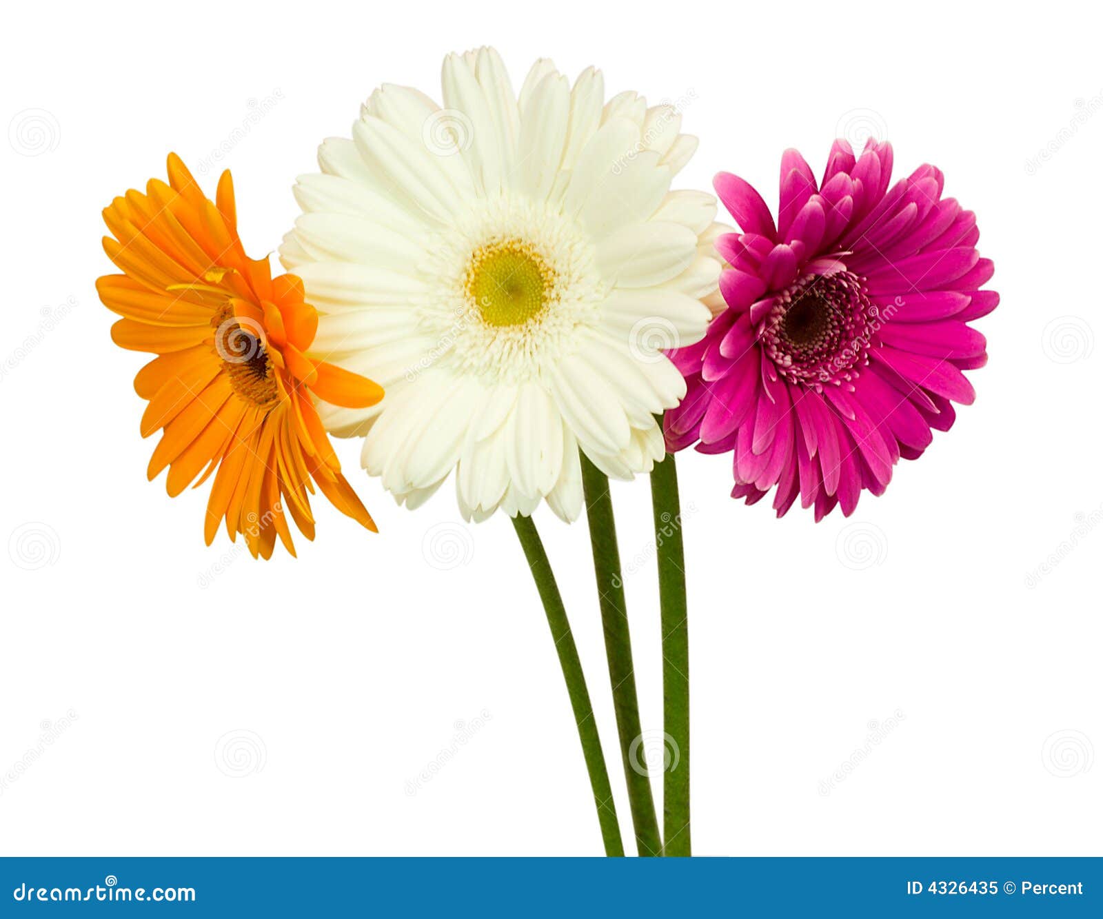 Three gerberas stock image. Image of white, freshness - 4326435