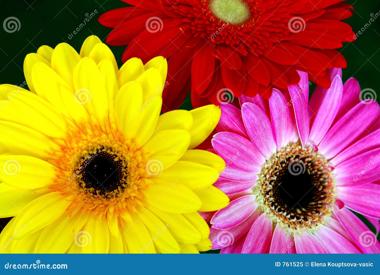 Three gerberas stock image. Image of leaf, petal, color - 761525