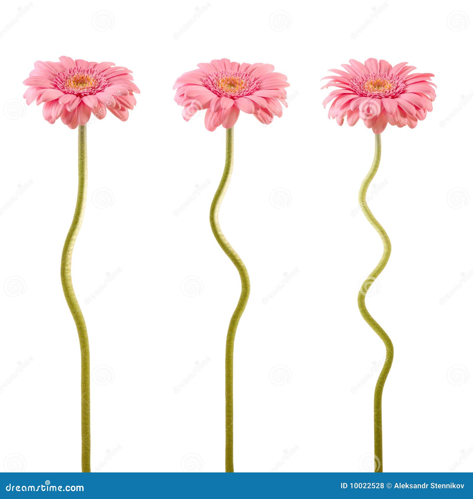 Three Gerberas with Curved Legs Stock Photo - Image of pink, three ...