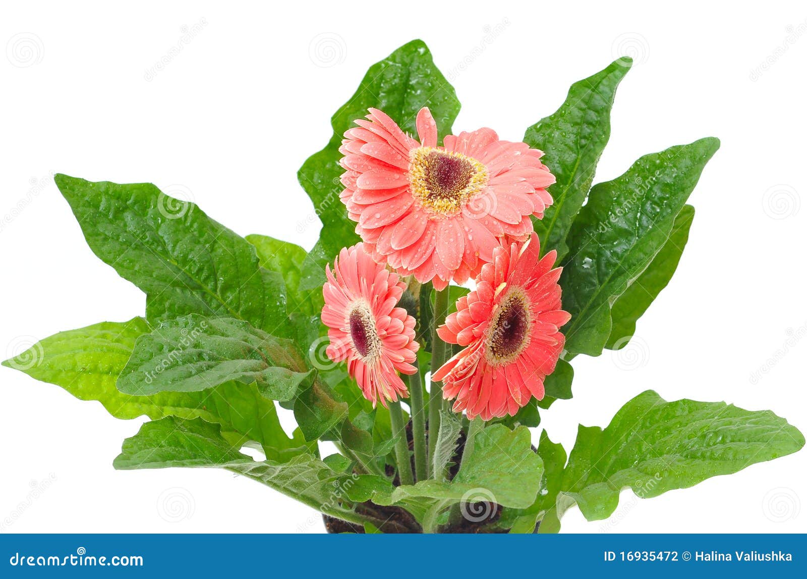 Three Gerberas with Green Leafs Stock Photo - Image of green, closeup ...