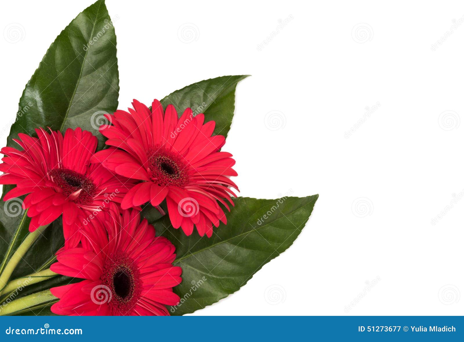 Three gerberas stock image. Image of birthday, green - 51273677