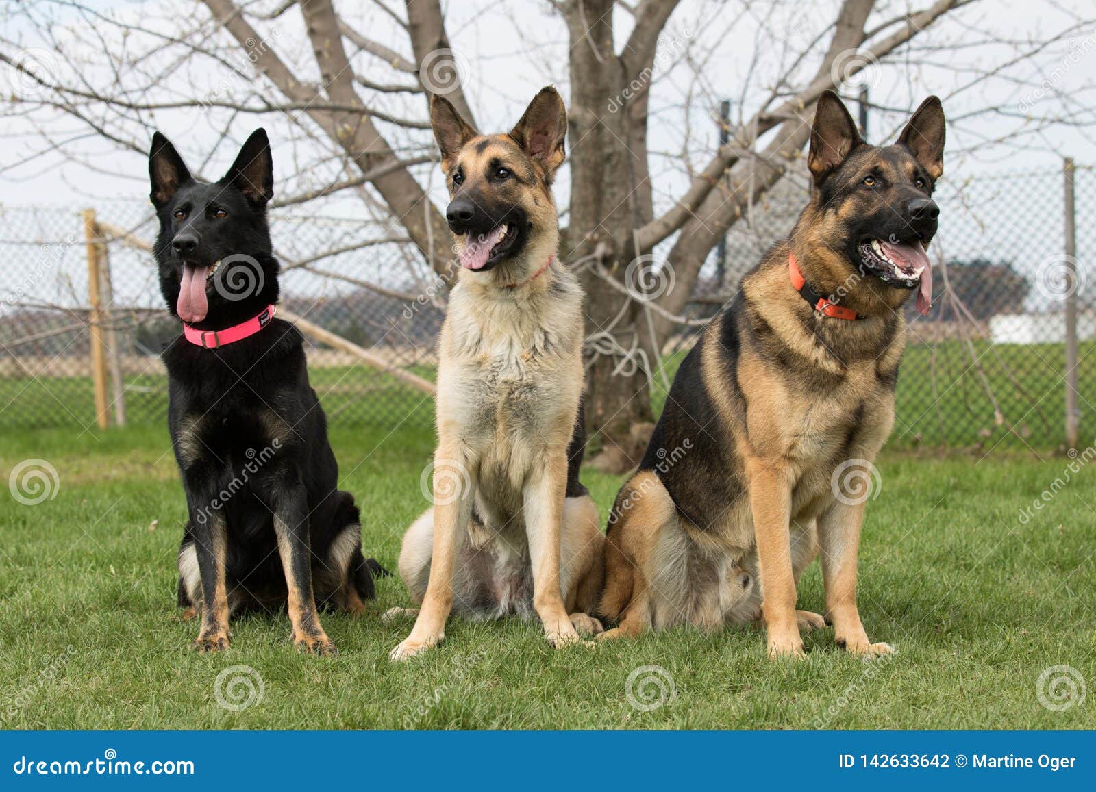 German Shepherd stock photo. Image of three, german - 142633642