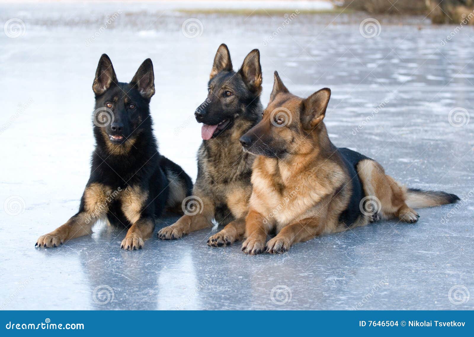 Three German shepherds stock photo. Image of faithful - 7646504