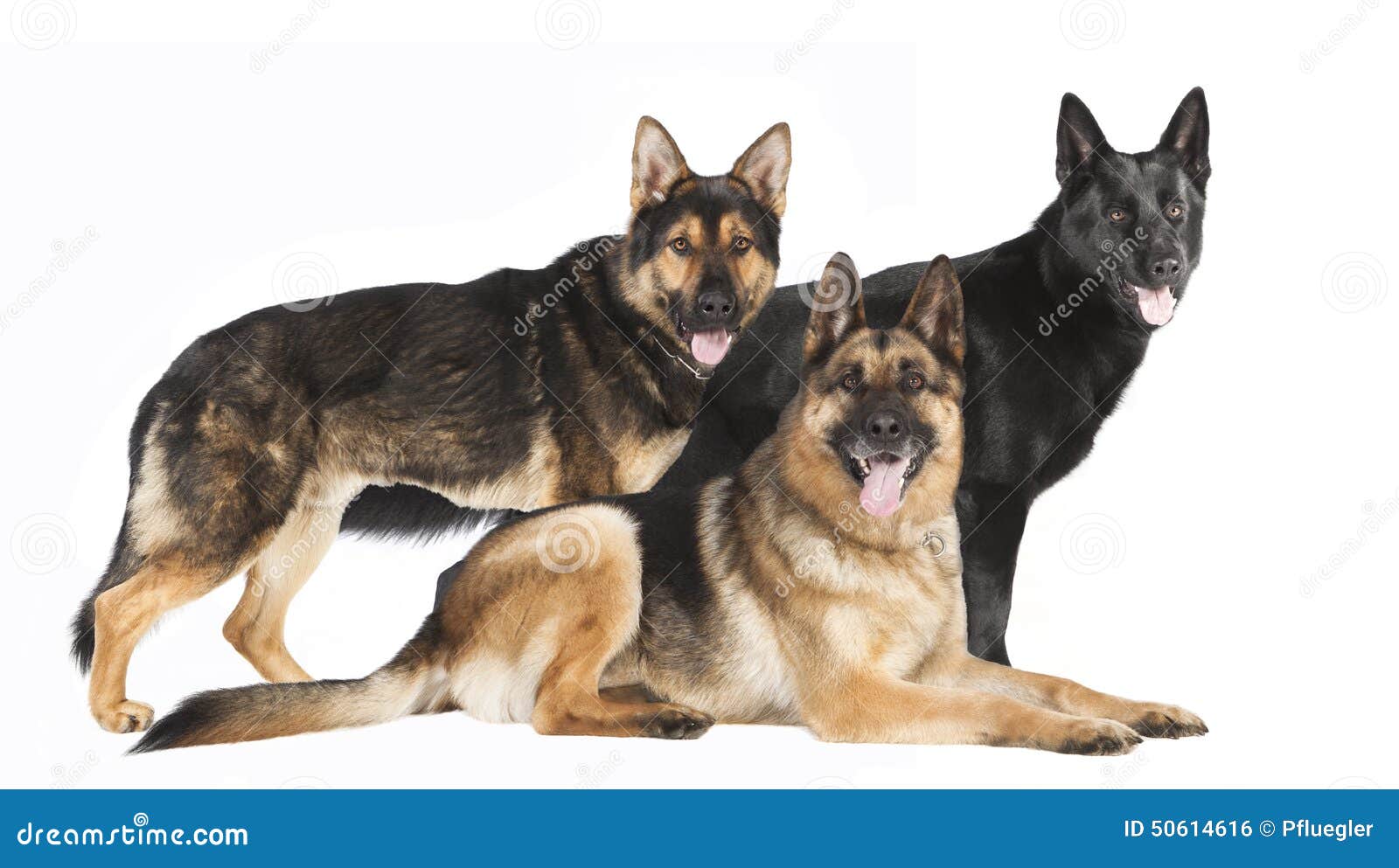 Three German Shepherds stock photo. Image of background - 50614616