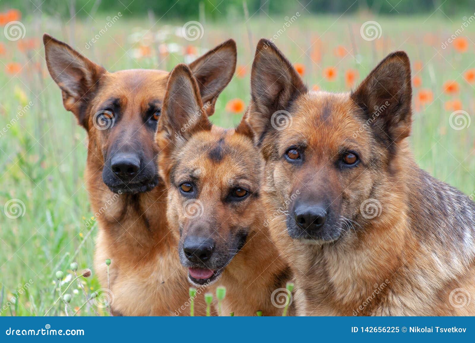 Three German shepherds stock image. Image of pedigree - 142656225