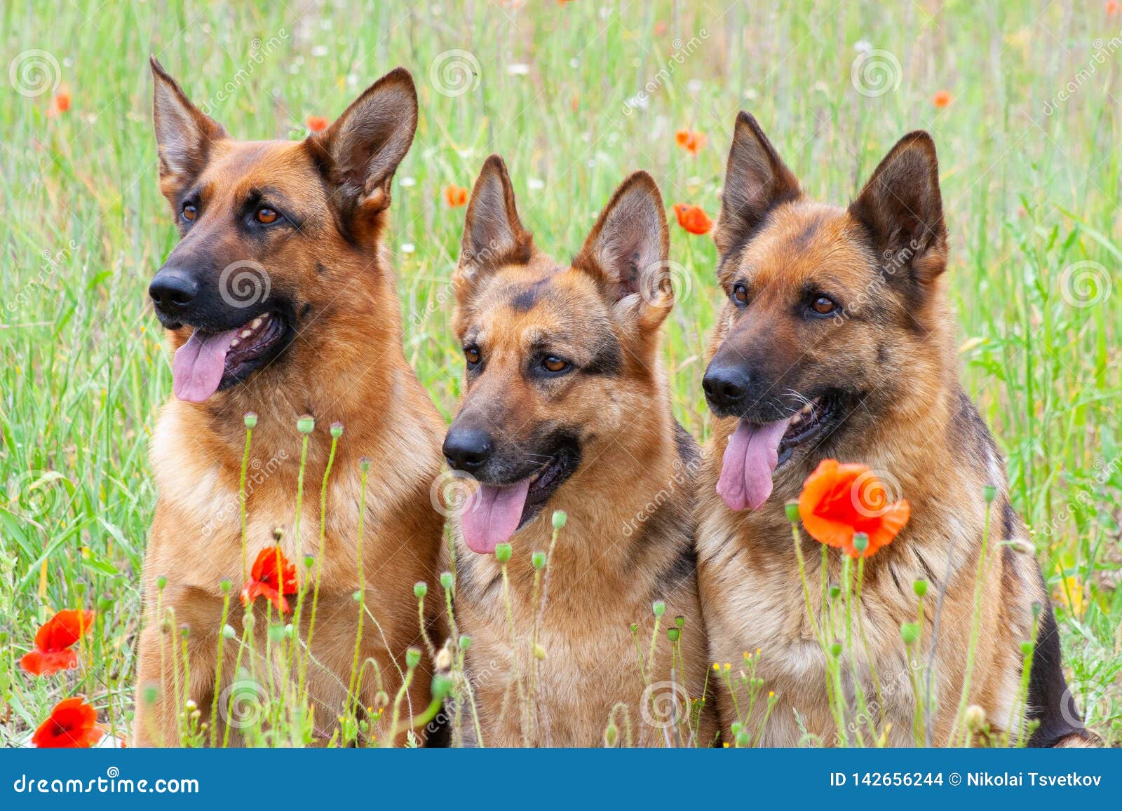 Three German shepherds stock photo. Image of shepherd - 142656244