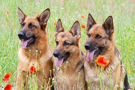 Three German shepherds stock photo. Image of shepherd - 142656244