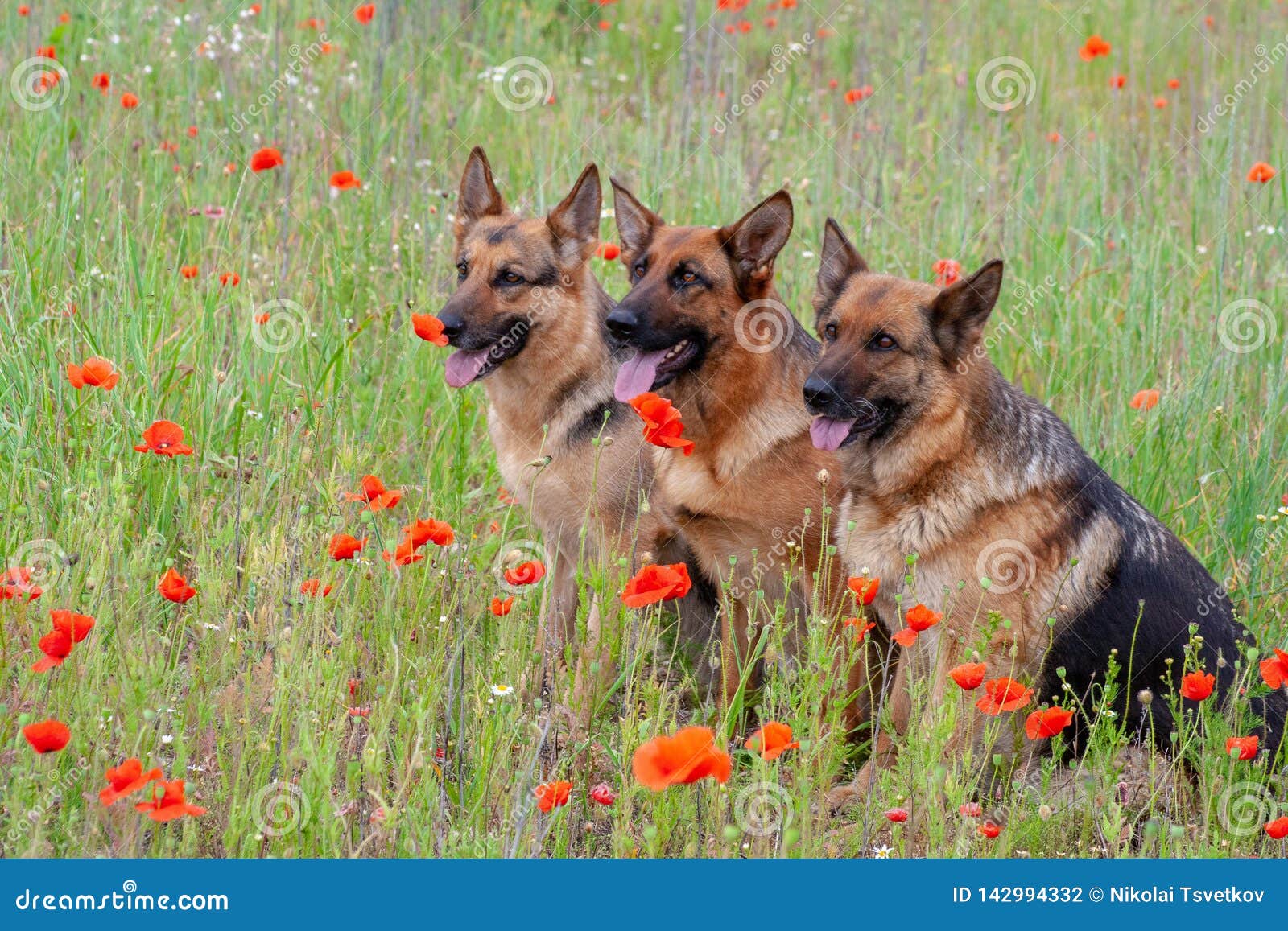 Three German shepherds stock photo. Image of grass, undercoat - 142994332