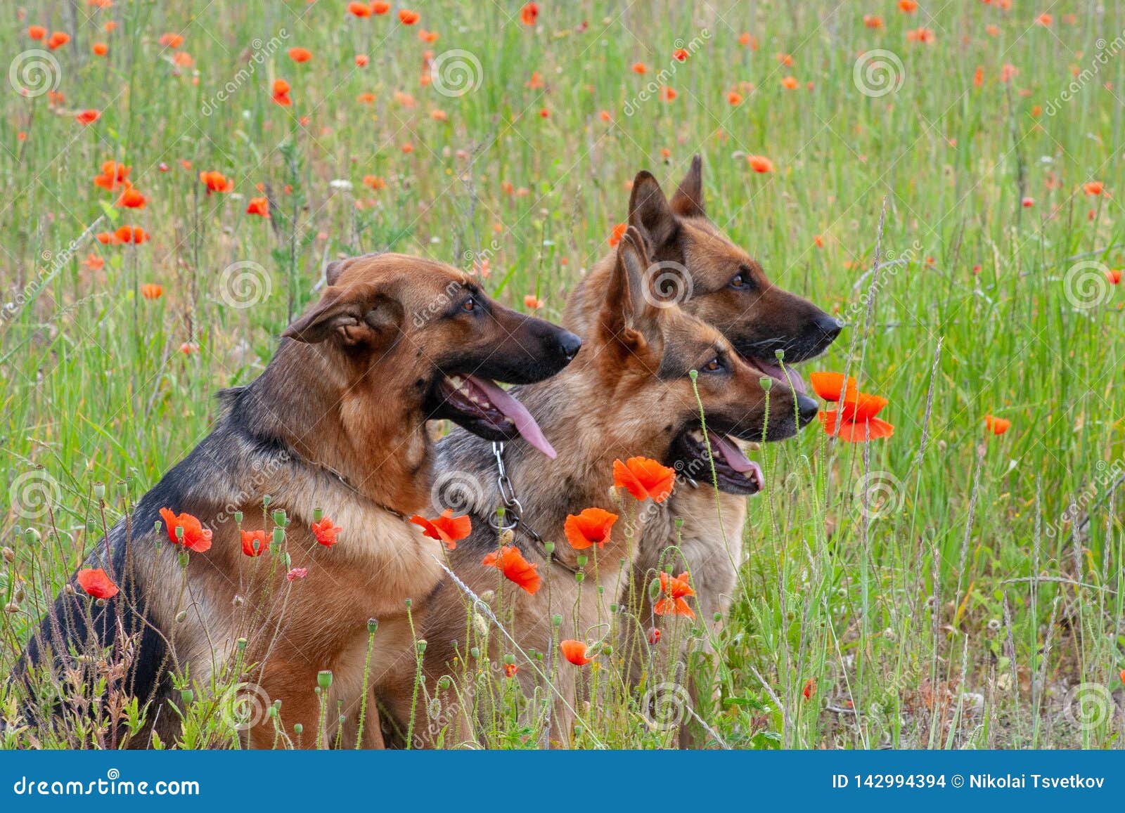 Three German shepherds stock photo. Image of outside - 142994394