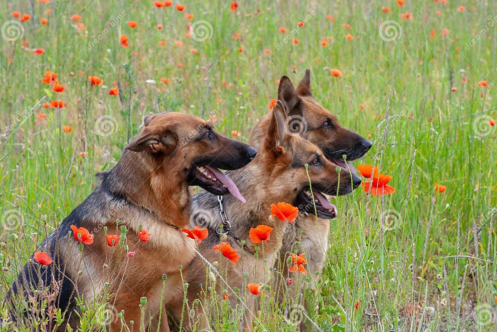 Three German shepherds stock photo. Image of outside - 142994394