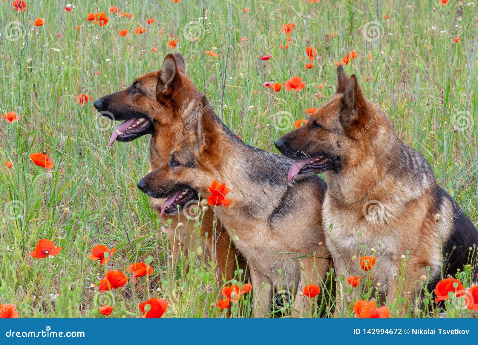 Three German shepherds stock photo. Image of outside - 142994672