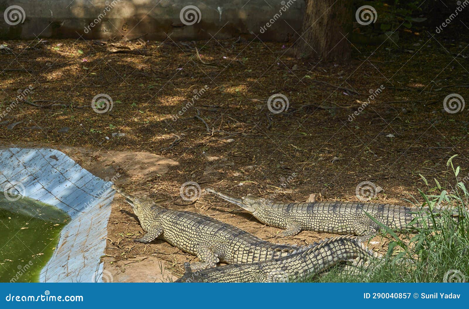 Three Gharials are Relaxing Stock Image - Image of gharials, nature ...