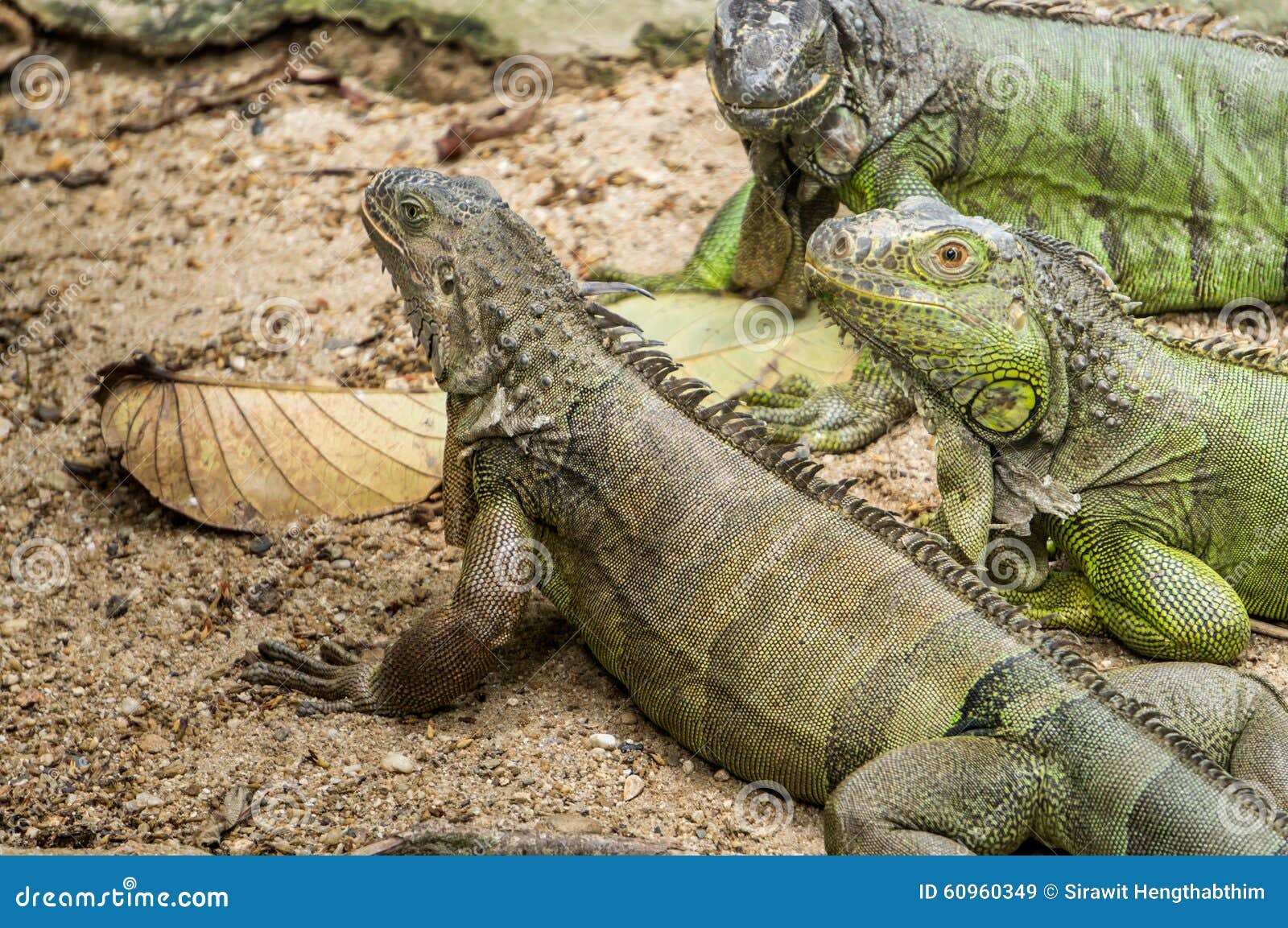 Three giant green iguana stock image. Image of orange - 60960349
