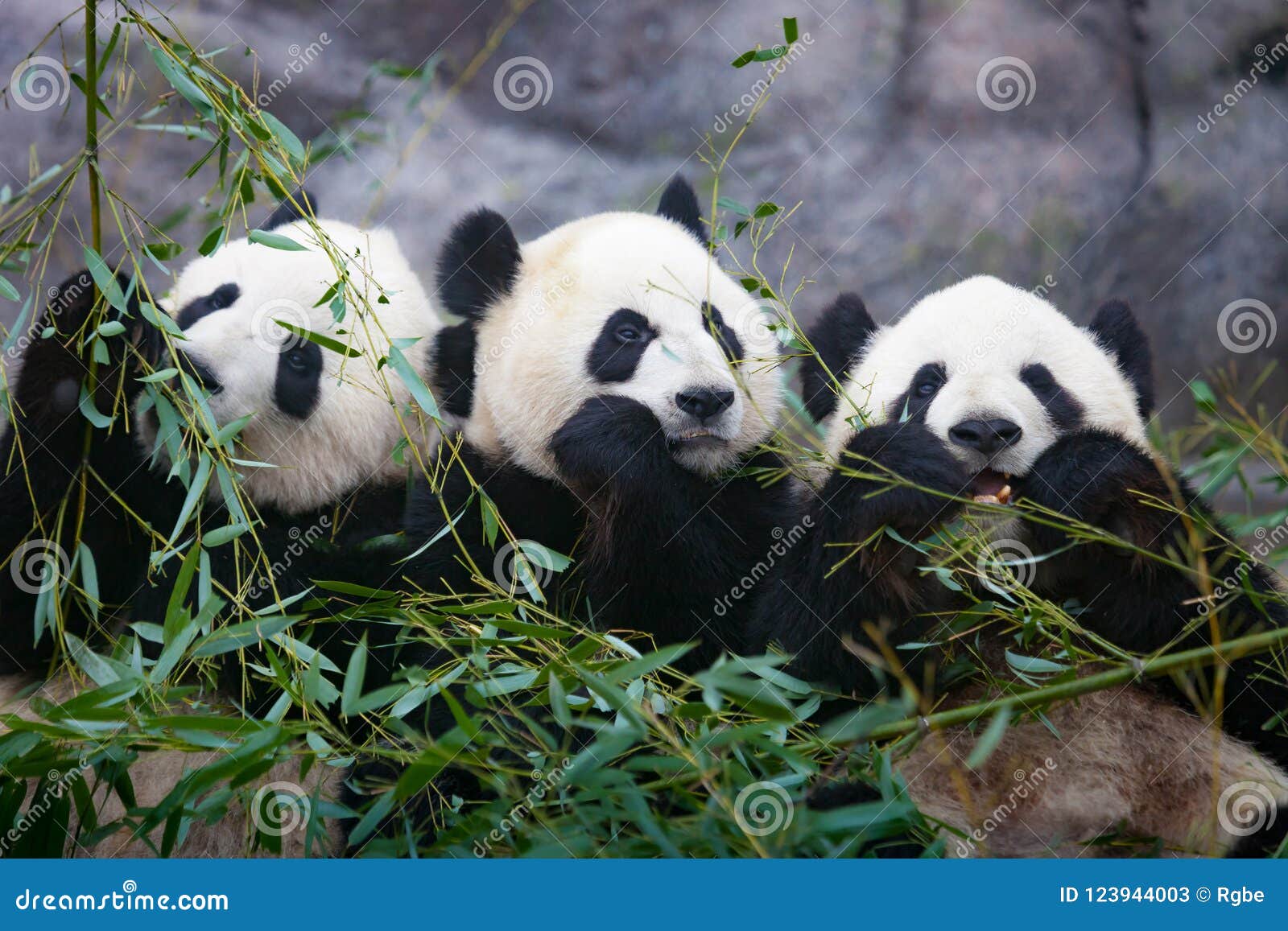 Three giant pandas stock image. Image of giant, white - 123944003