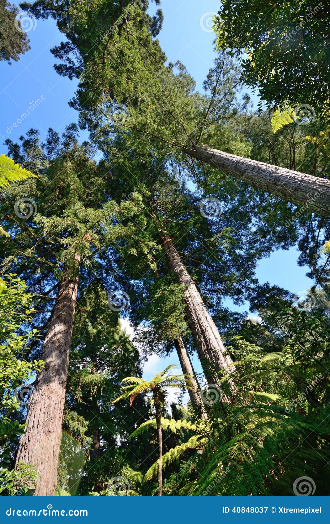Three giant Redwood trees stock image. Image of giant - 40848037
