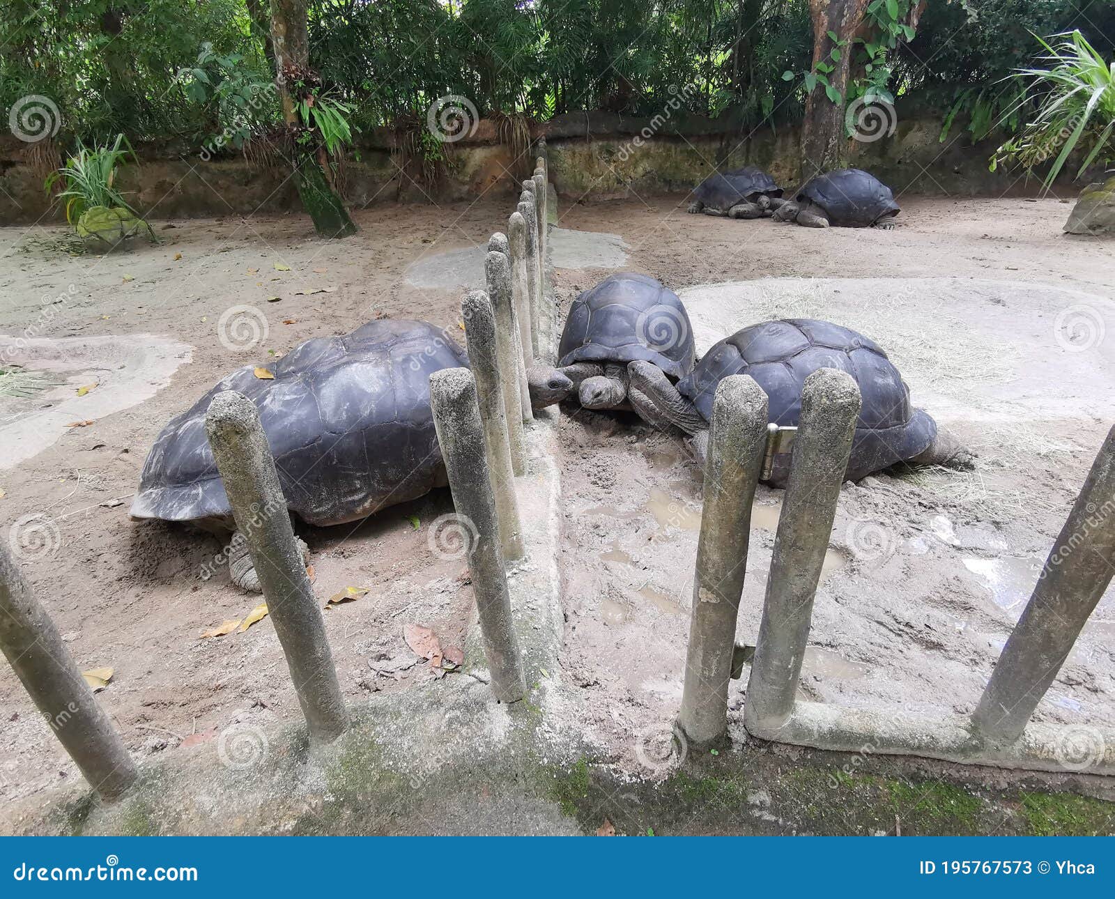 Three Giant Tortoises Having Meeting Stock Image - Image of giant ...