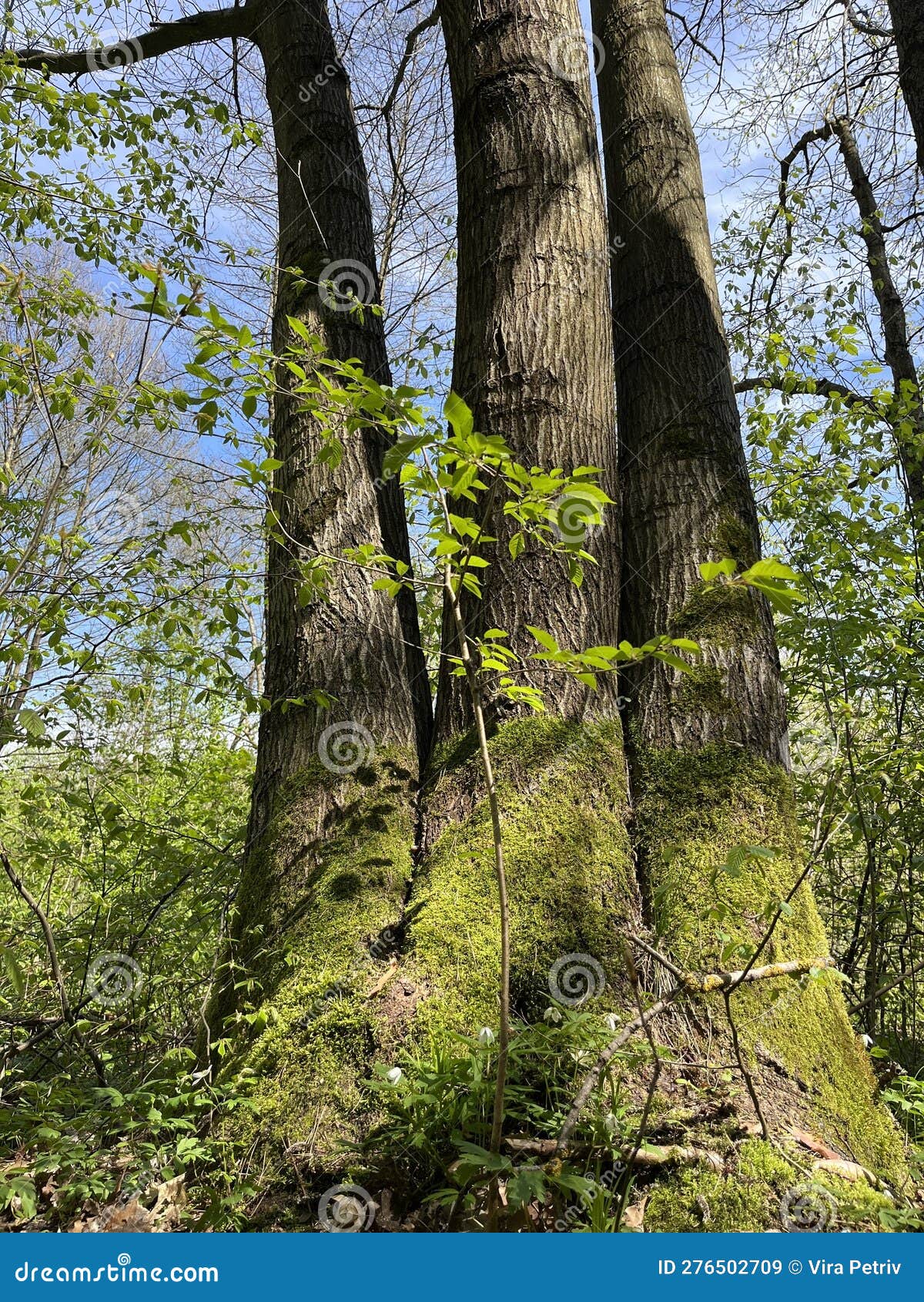 Three Giant Trees Grew from One Root Stock Image - Image of green ...