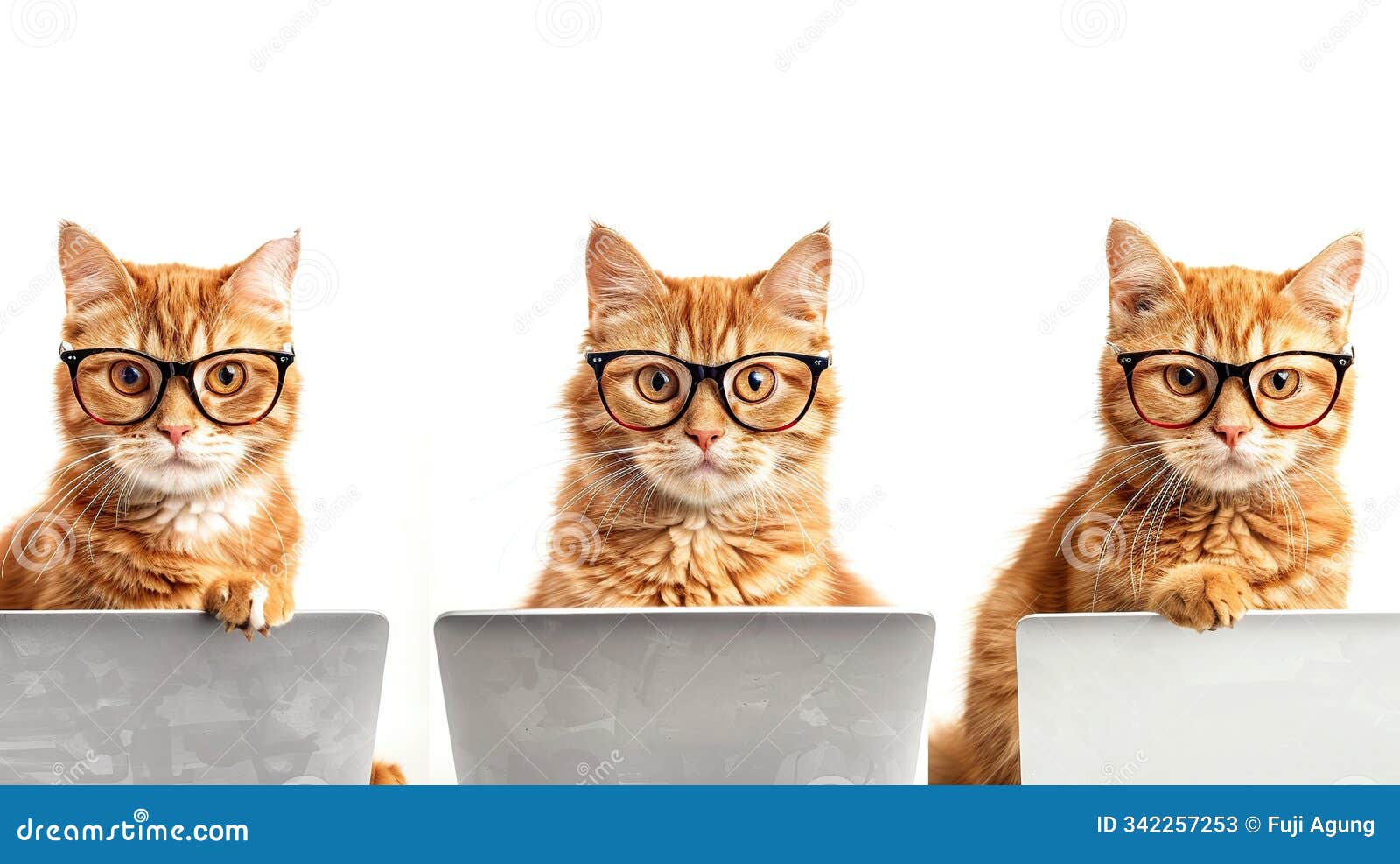 Three Ginger Cats Wearing Glasses and Looking at Laptop Computers Stock ...
