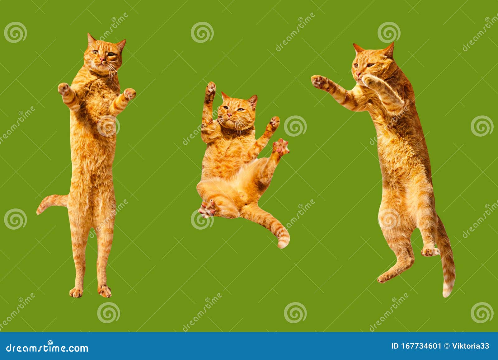 Three Ginger Dancing Cats Isolated on a Green Background Stock Image ...
