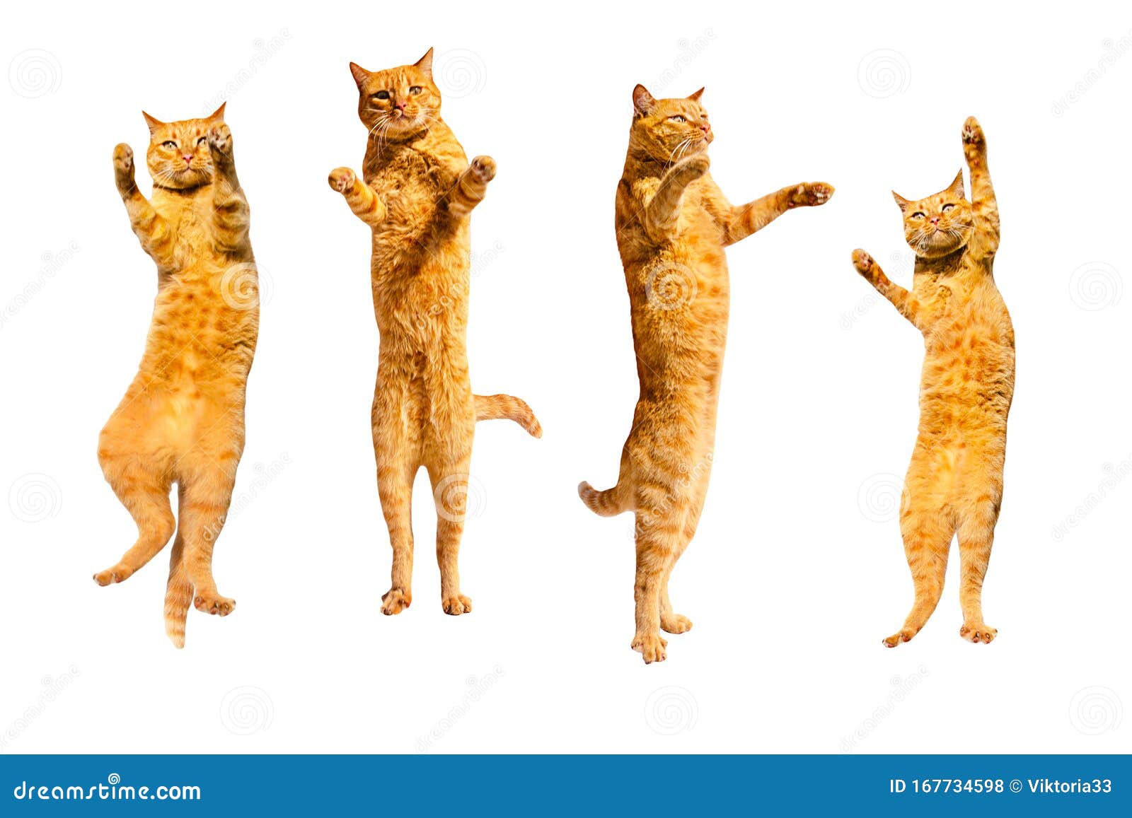 Three Ginger Dancing Cats Isolated on a White Background Stock Photo ...