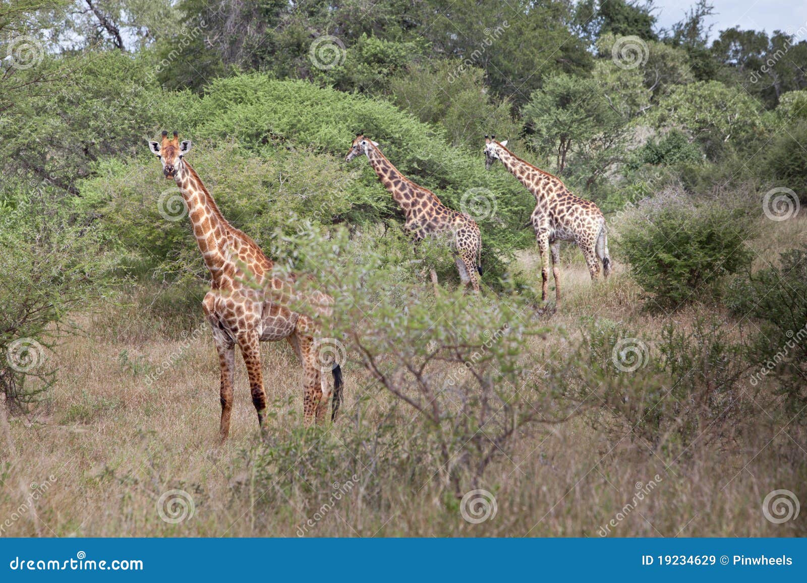 Three Giraffe stock image. Image of wildlife, mammals - 19234629