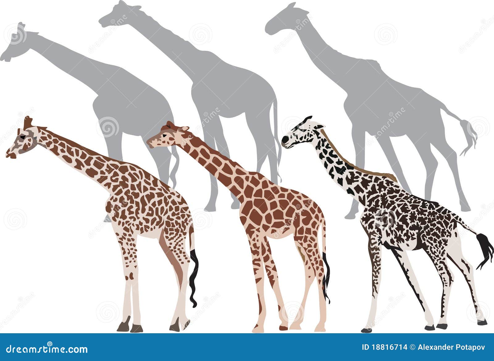 Three Giraffe and Shadows Illustration Stock Vector - Illustration of ...