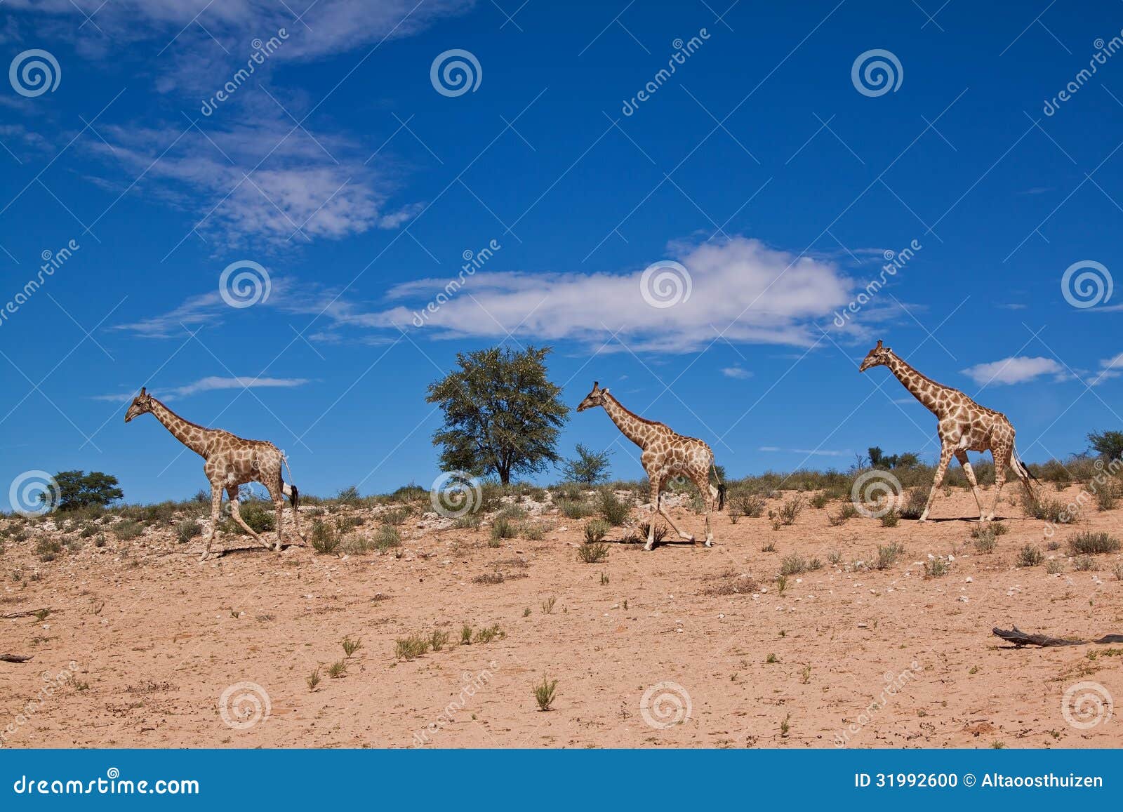 Three Giraffe Walking in the Desert Dry Landscape Stock Photo - Image ...
