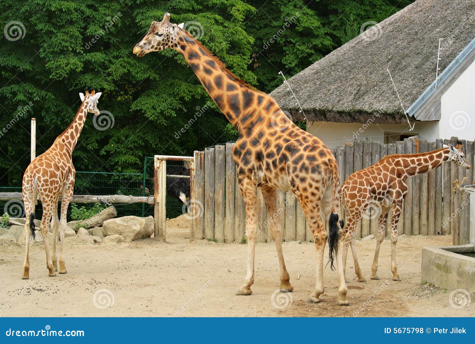 Three giraffe in ZOO stock photo. Image of outdoor, clear - 5675798