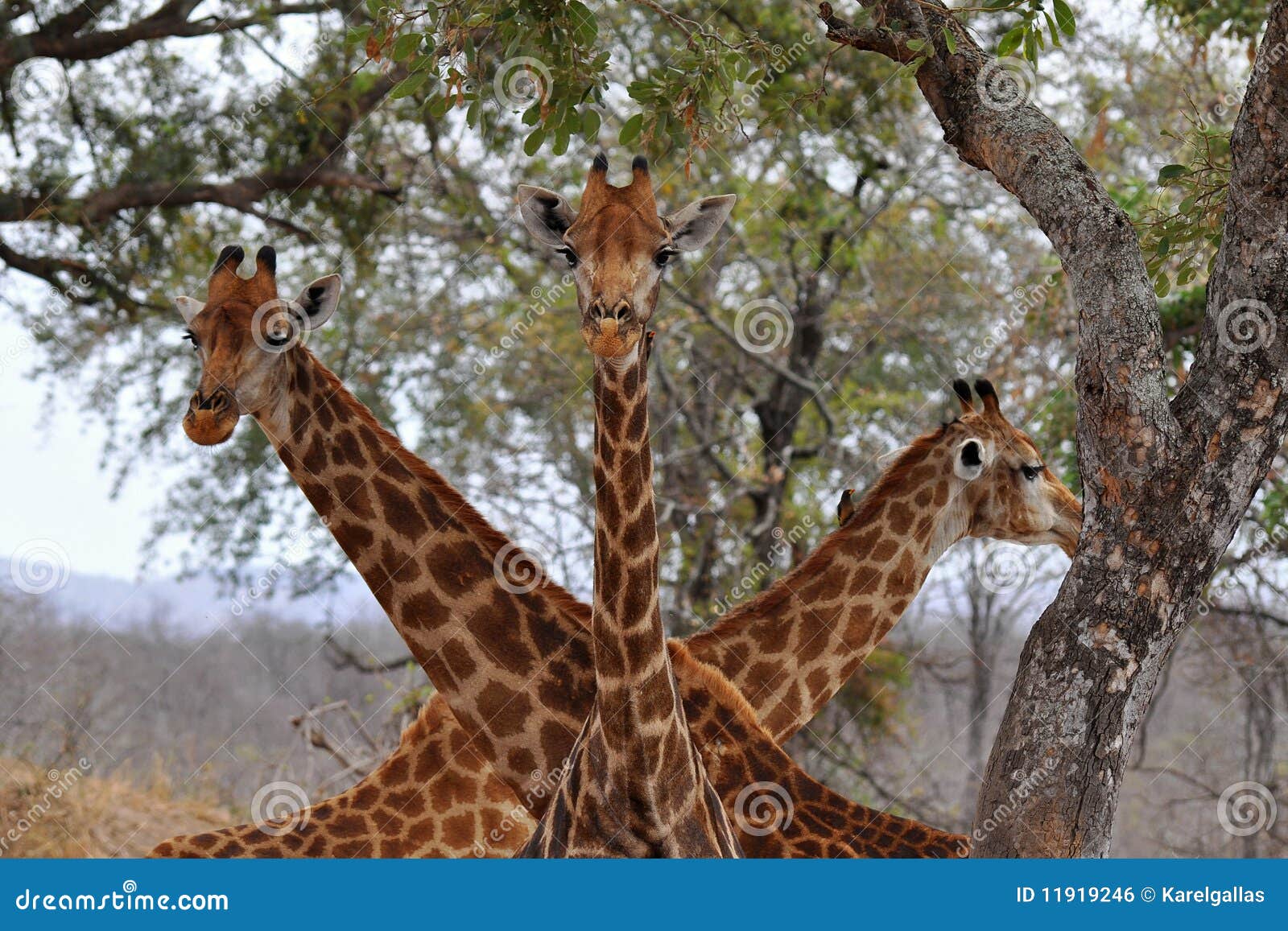 Three giraffes stock photo. Image of national, morning - 11919246