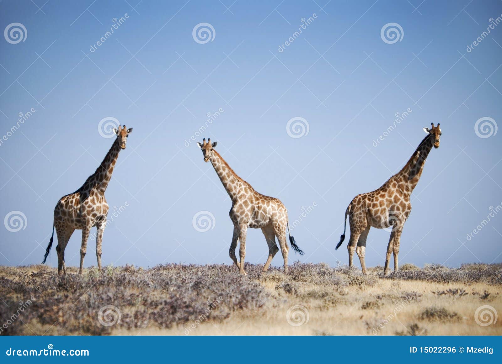 Three giraffes stock photo. Image of tall, etosha, namibia - 15022296