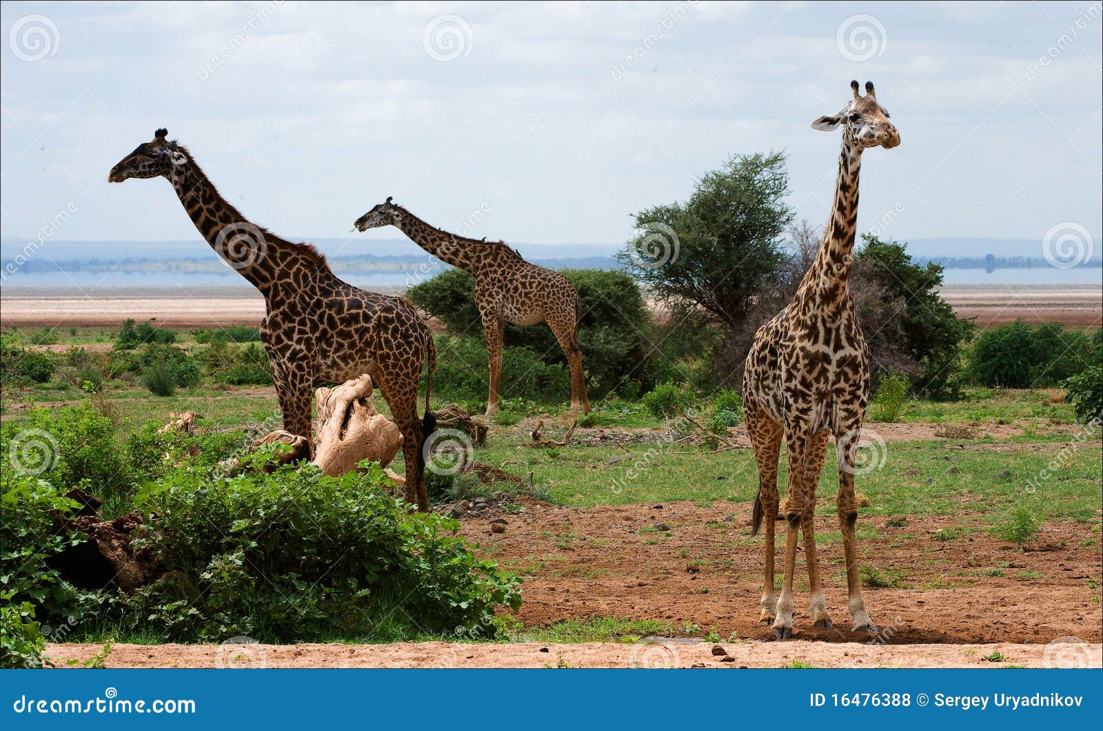 Three giraffes. stock photo. Image of herbivore, mammal - 16476388