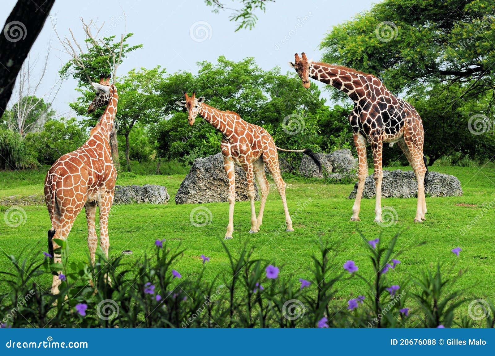 Three Giraffes stock photo. Image of savanna, outdoors - 20676088