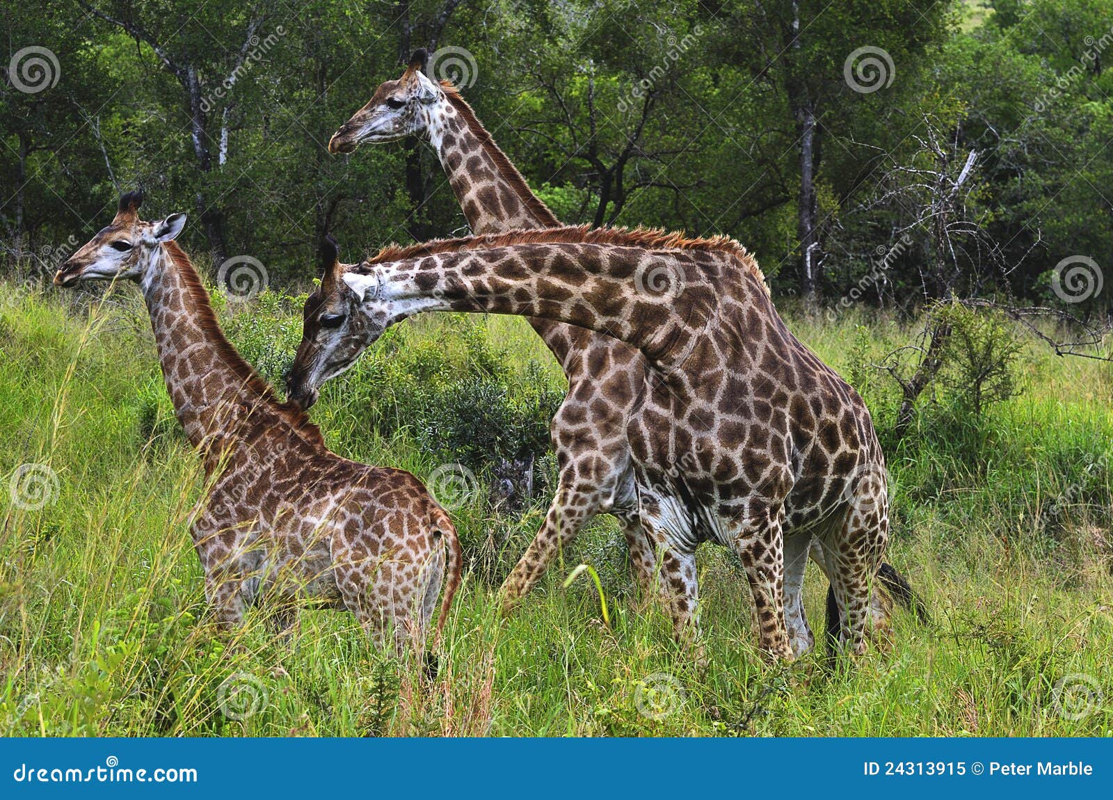 Three Giraffes stock image. Image of reserve, pattern - 24313915