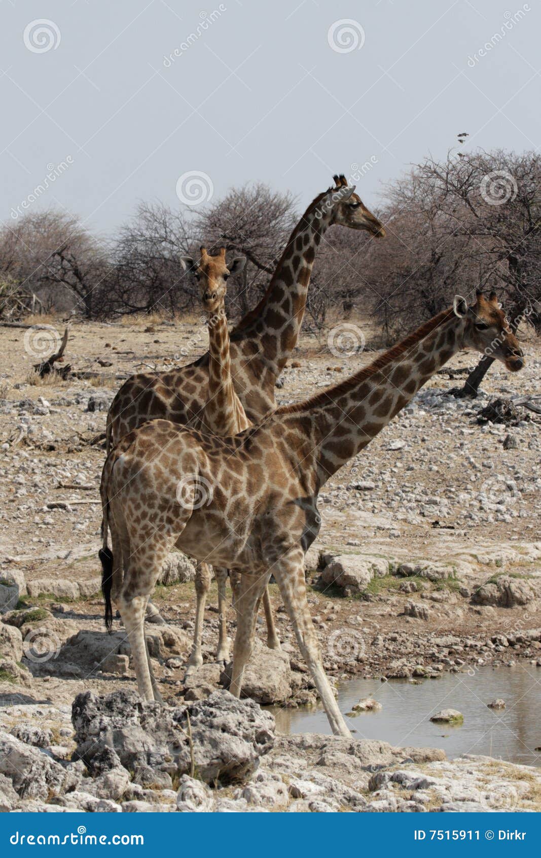 Three Giraffes stock image. Image of mammal, namibia, steppe - 7515911