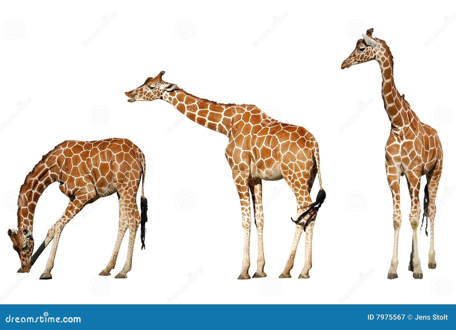 Three giraffes stock image. Image of profile, giraffe - 7975567