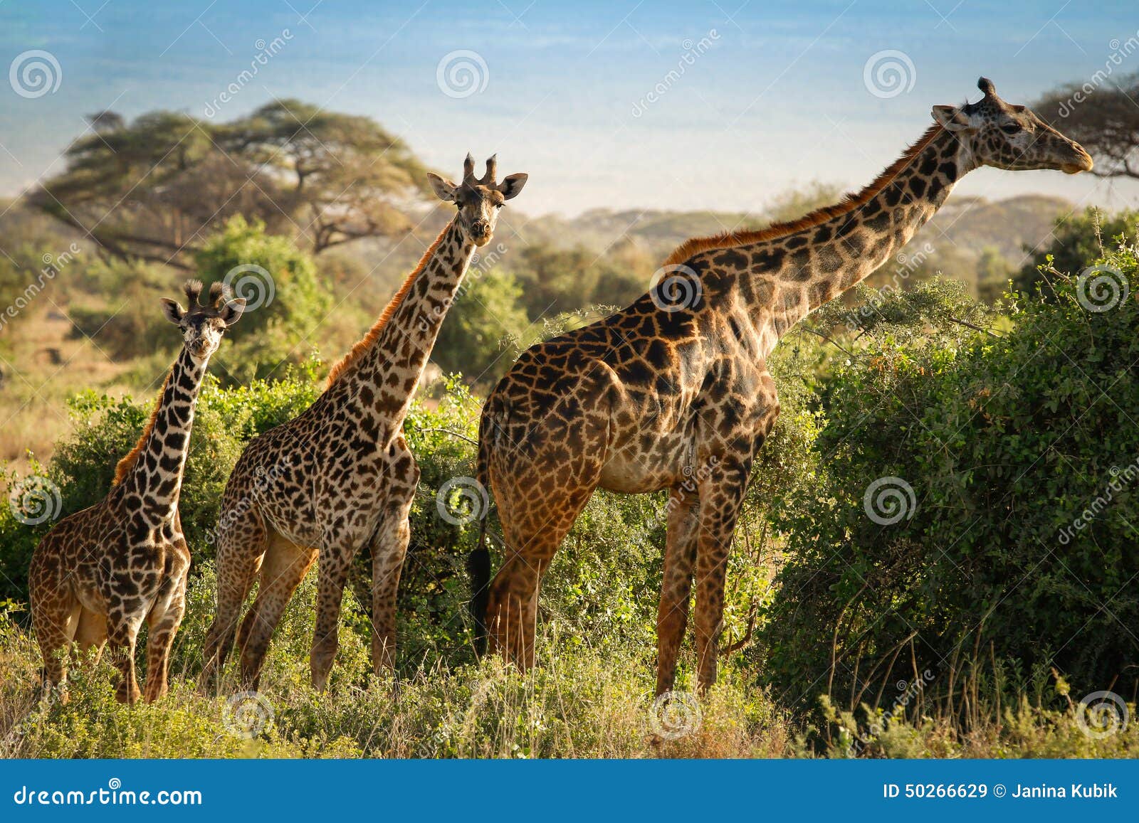 Three Giraffes Stock Images - Download 421 Royalty Free Photos