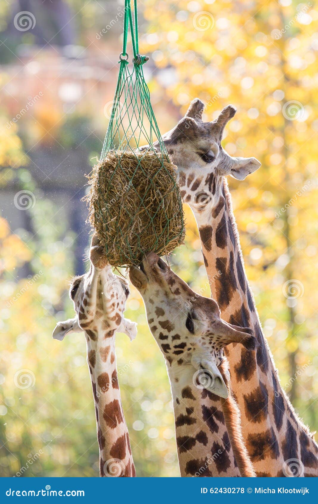 Three giraffes eating hay stock photo. Image of wildlife - 62430278