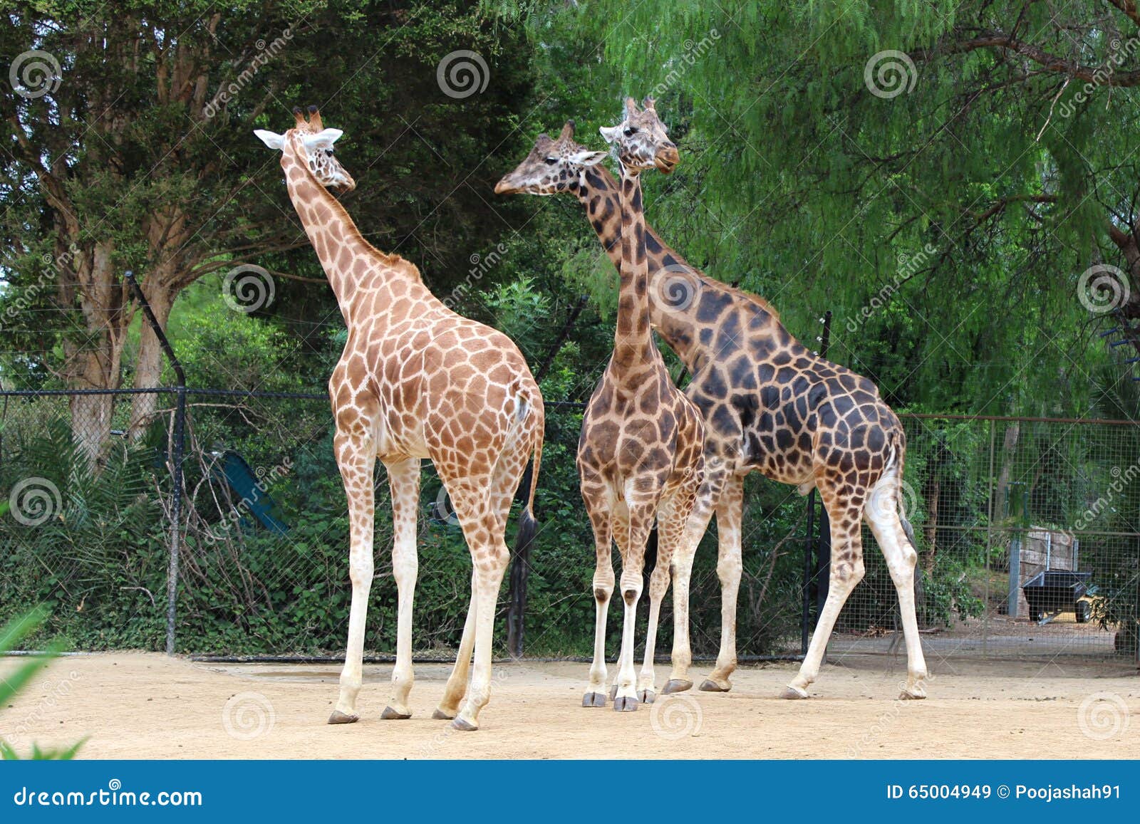 Three Giraffes stock image. Image of orange, safari, stretch - 65004949