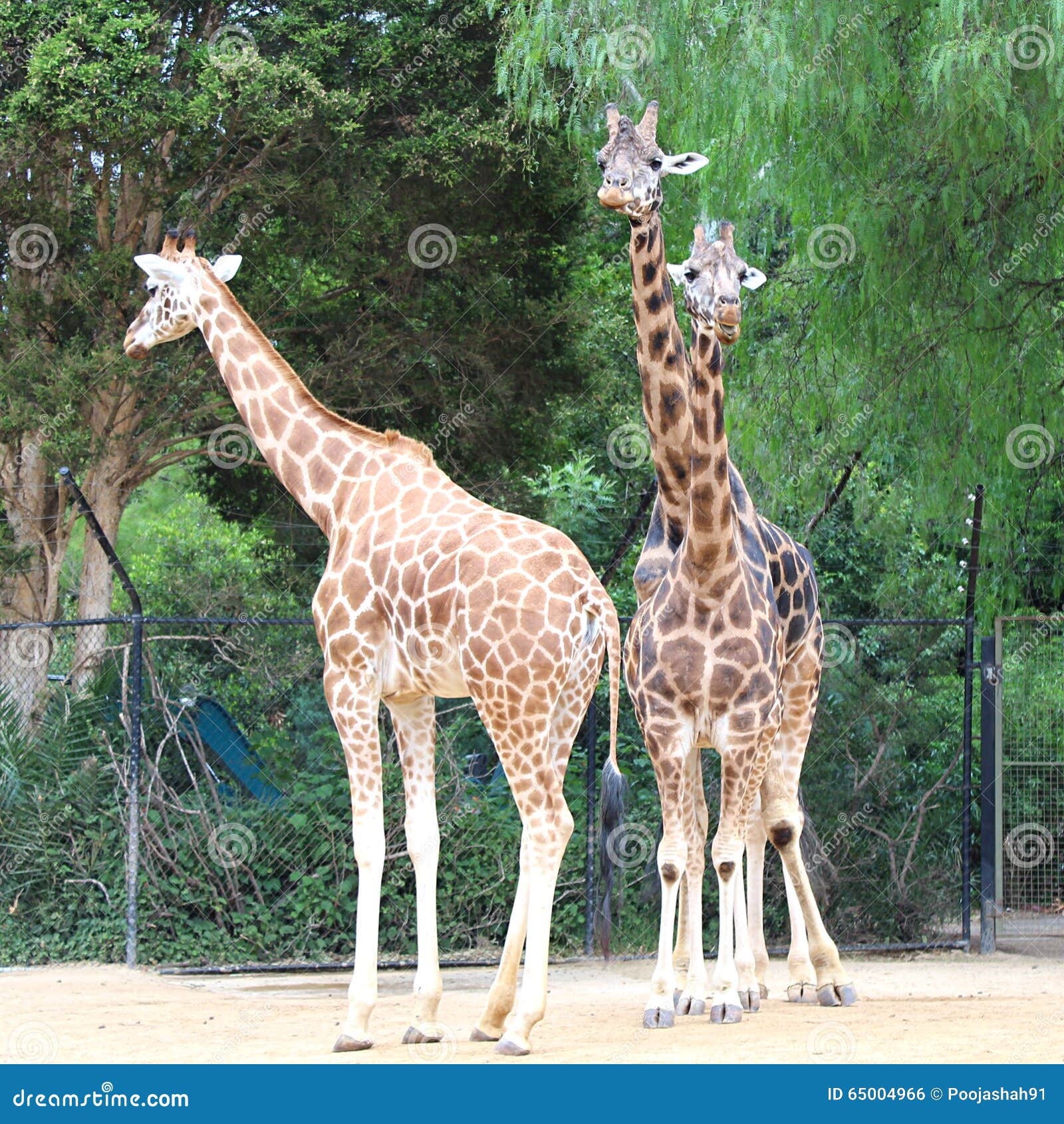 Three Giraffes stock photo. Image of stretch, melbourne - 65004966
