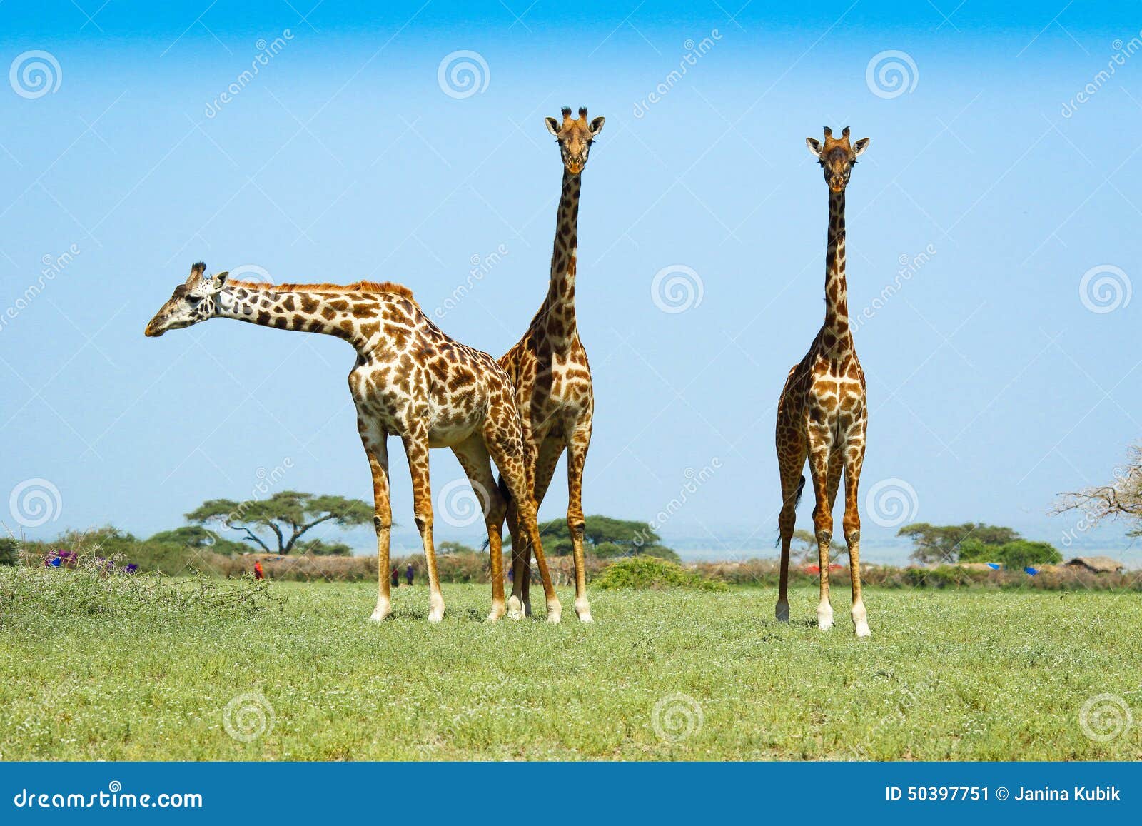 Three giraffes stock image. Image of giraffes, morning - 50397751