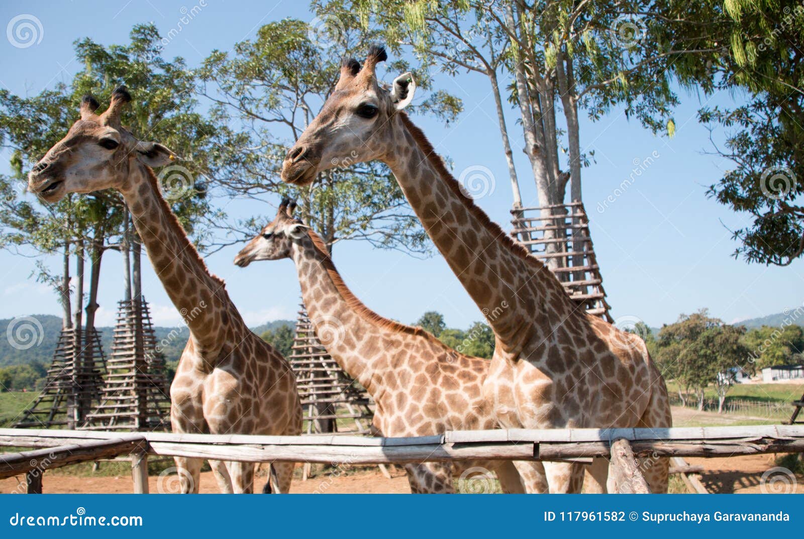 Giraffe in the farm. stock photo. Image of outdoor, face - 117961582